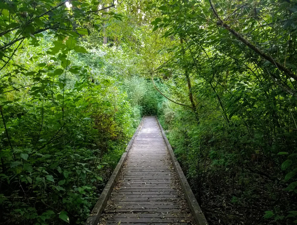 Local Secret Spot: Forgotten Creek — Live in Everett