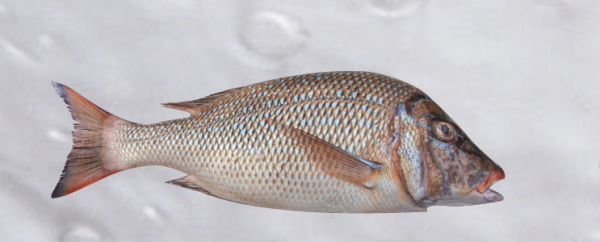 Yustan Seafood: Live Fresh Chilled and frozen Somali Seafood ...