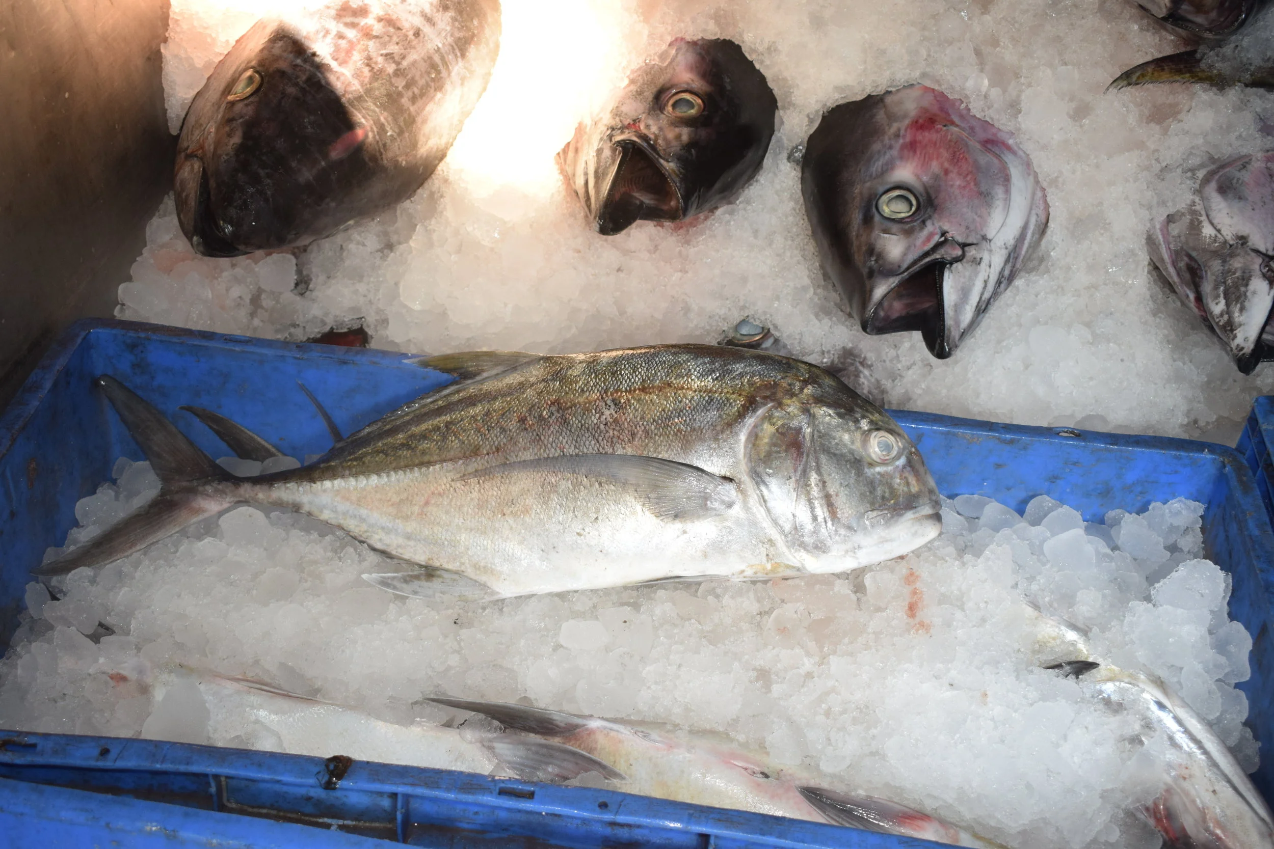 Yustan Seafood: Live Fresh Chilled and frozen Somali Seafood ...