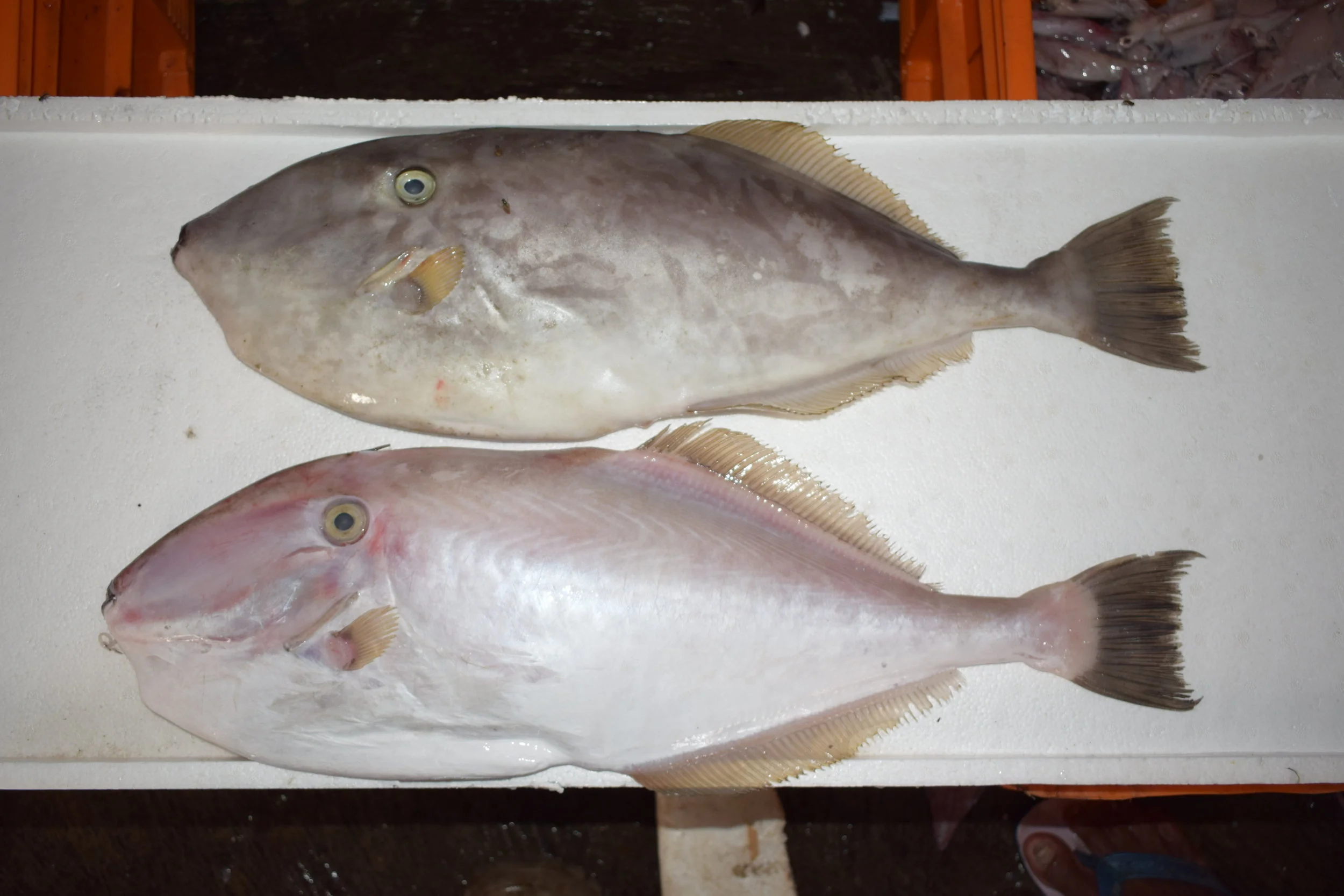 Yustan Seafood: Live Fresh Chilled and frozen Somali Seafood ...