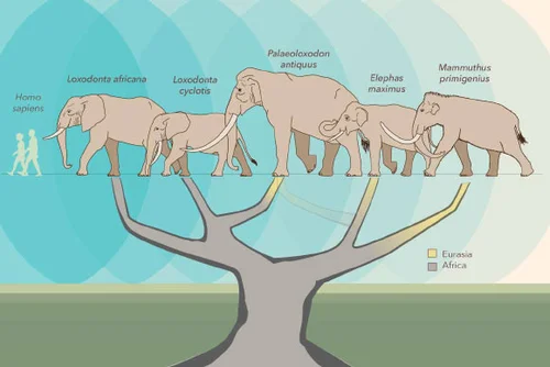Ancient DNA Changes Everything We Know About The Evolution of Elephants ...