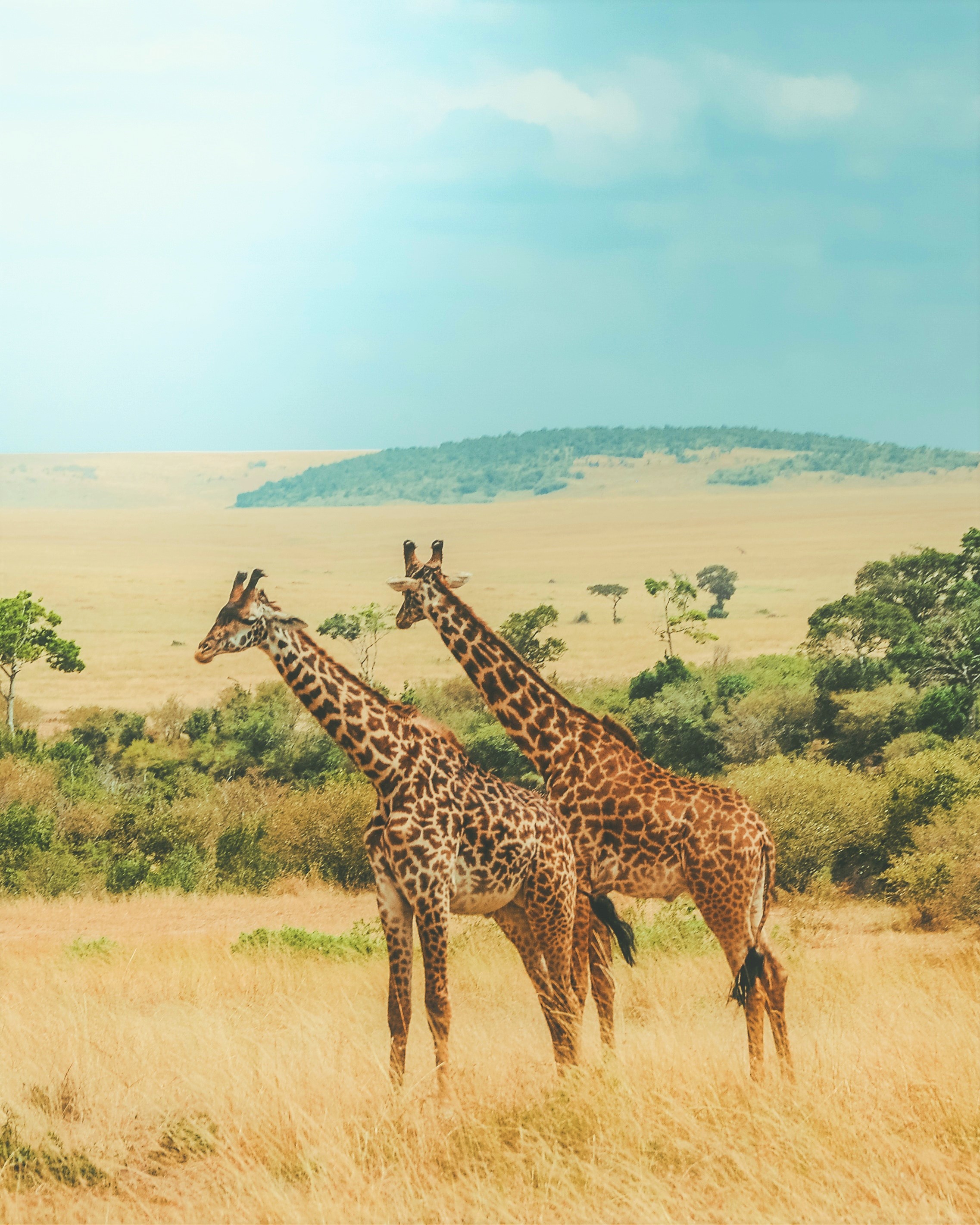 One of the Largest Subspecies of Giraffes Is Declared Endangered: the ...