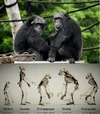 How Ape Cousins Reveal Human History and Our Common Story of Evolution ...