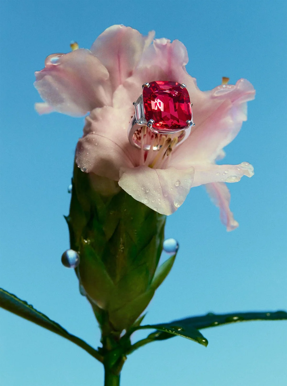 Bulgari Eden The Garden of Wonders Collection June 2022 — Anne of ...