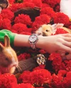 Gucci Lunar Year of the Rabbit 2023 Campaign Max Siedentopf — Anne of ...