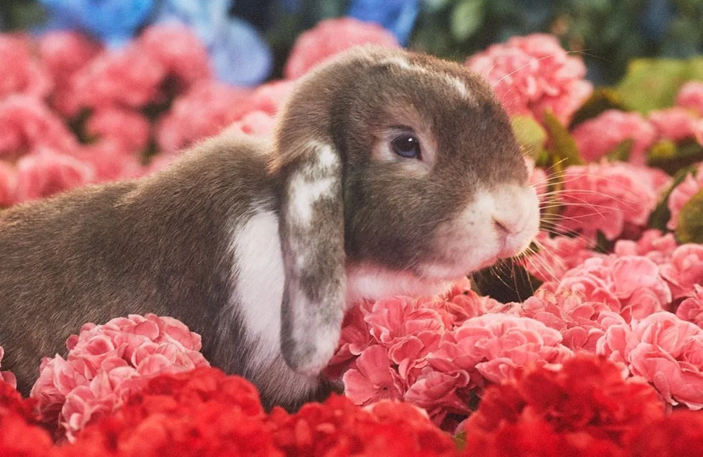 Gucci Lunar Year of the Rabbit 2023 Campaign Max Siedentopf — Anne of ...
