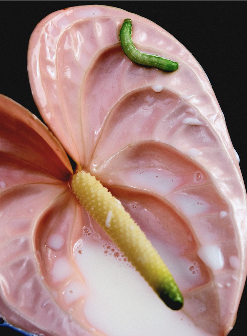 More or Less Issue 8: What Our Love of Plants and Flowers Tells Us ...