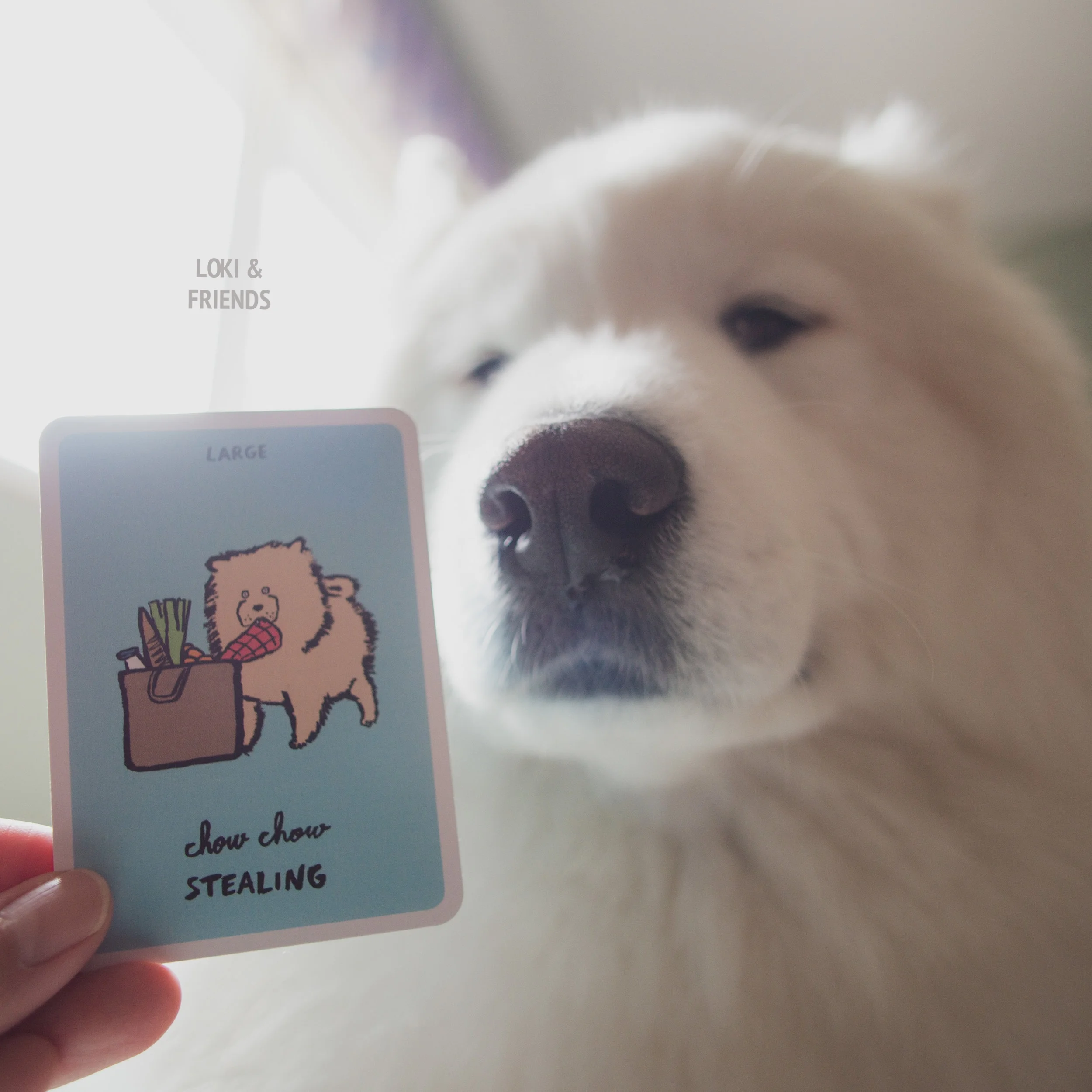 Jean Jullien x Yolky Games - Dodgy Dogs Card Game — Loki & Friends