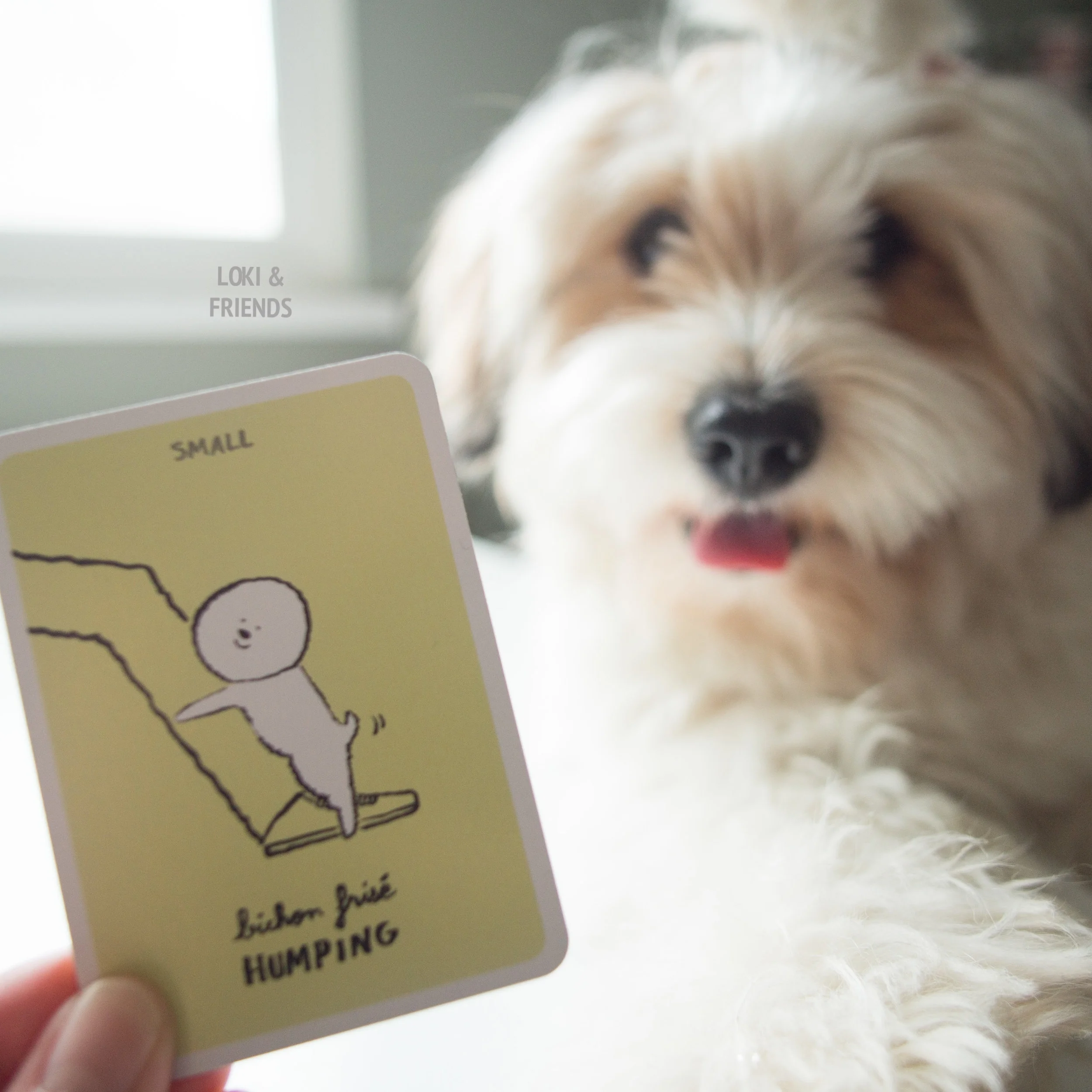 Jean Jullien x Yolky Games - Dodgy Dogs Card Game — Loki & Friends