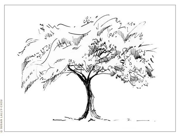 Simple Maple Tree Drawing