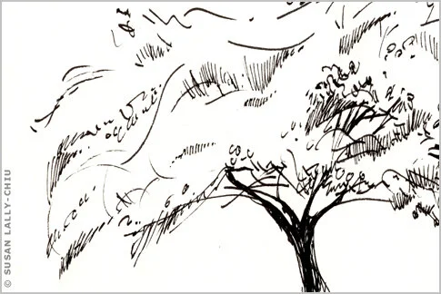 Japanese Maple Tree Drawing