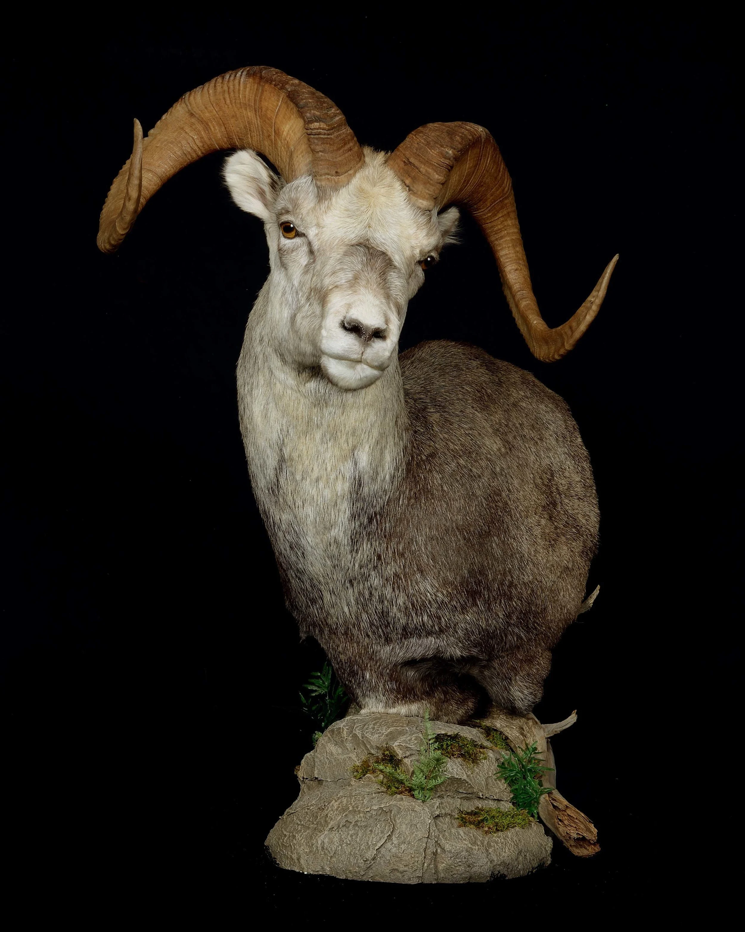 Wild Sheep — Big Cat Taxidermy