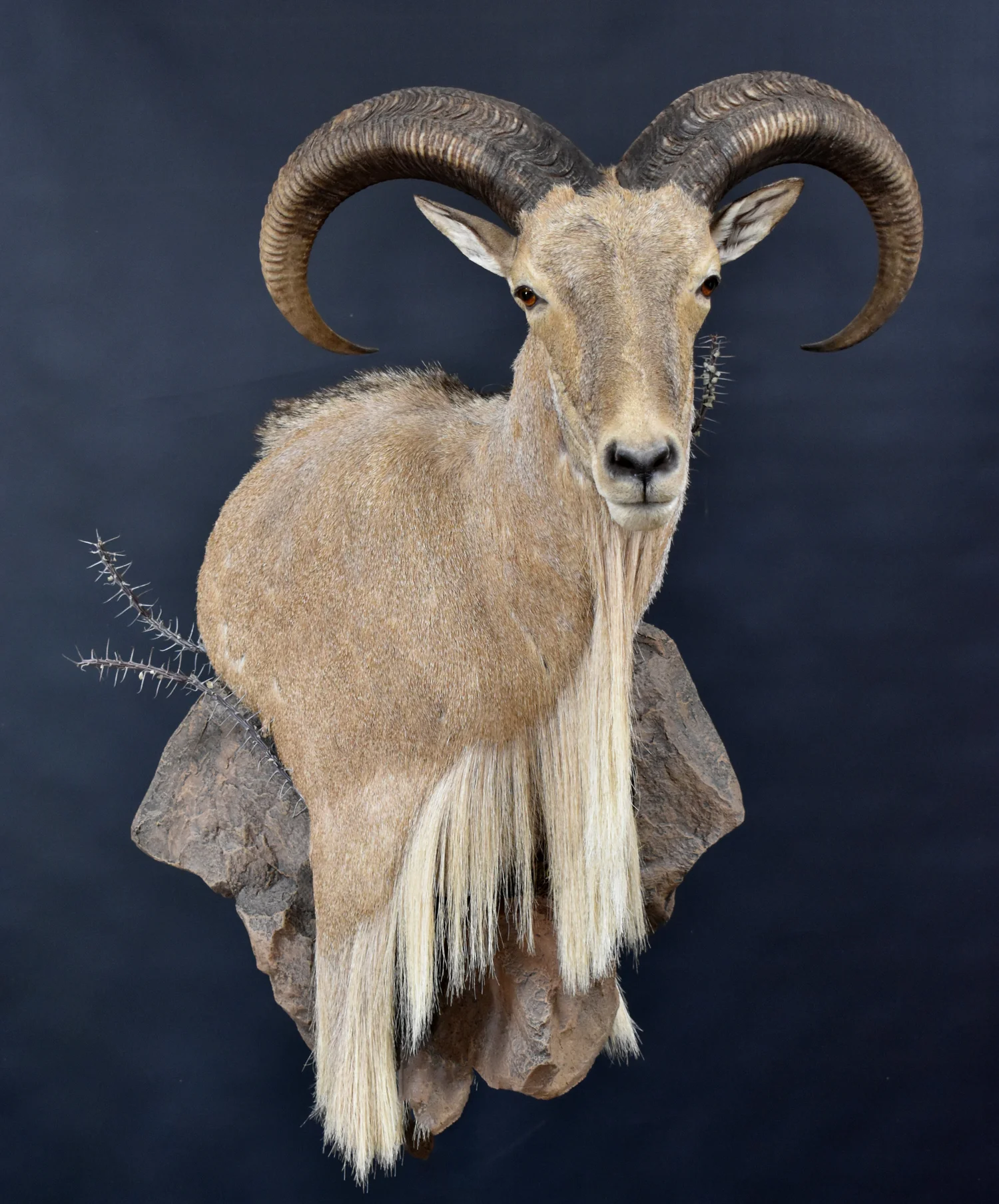 Barbary Sheep Mount