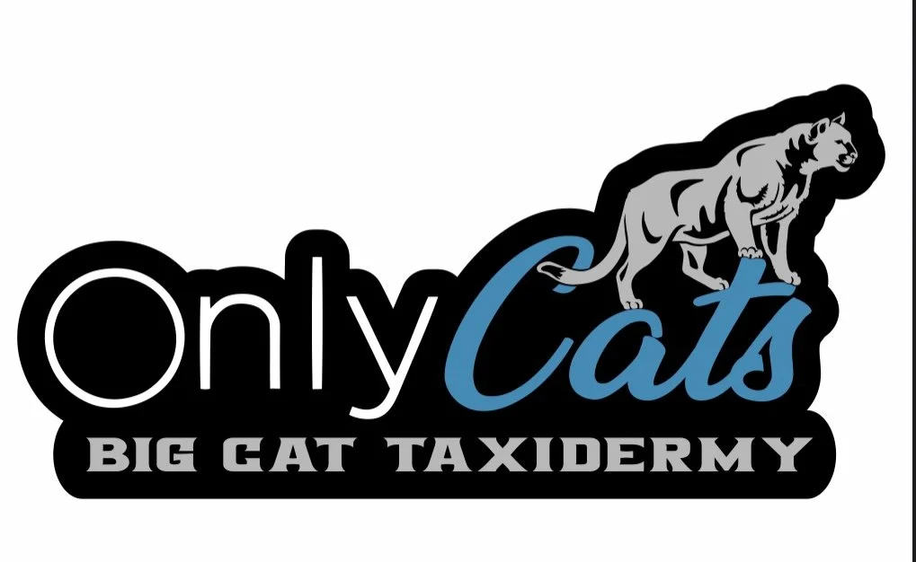 Only Cats Decals — Big Cat Taxidermy
