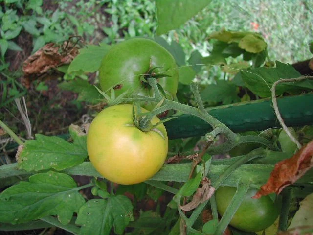 Craig LeHoullier - More time traveling, this time to the debut of the ...