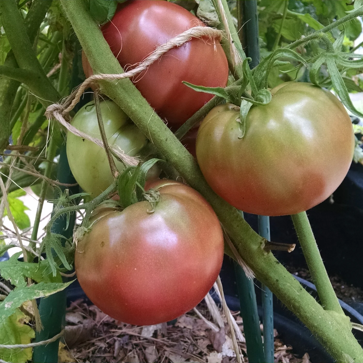 Craig LeHoullier | Epic Tomatoes