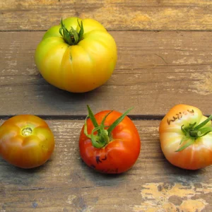 Craig LeHoullier | Epic Tomatoes