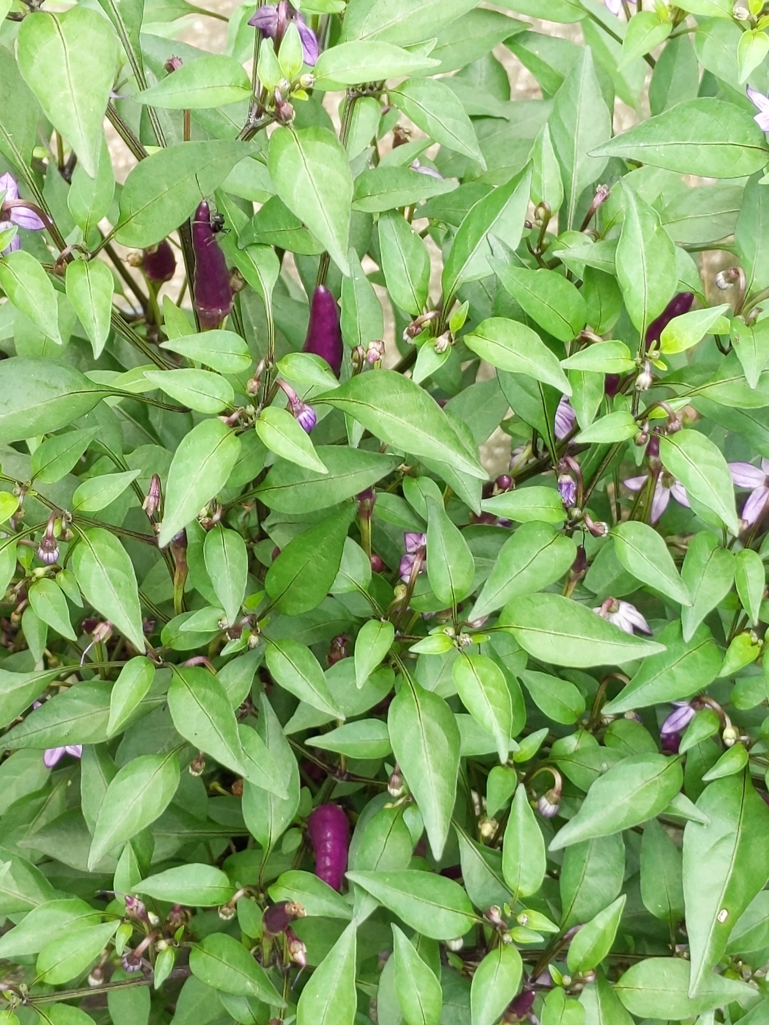 Craig LeHoullier - Update on the Bouquet Ornamental Hot Pepper Mini-Project