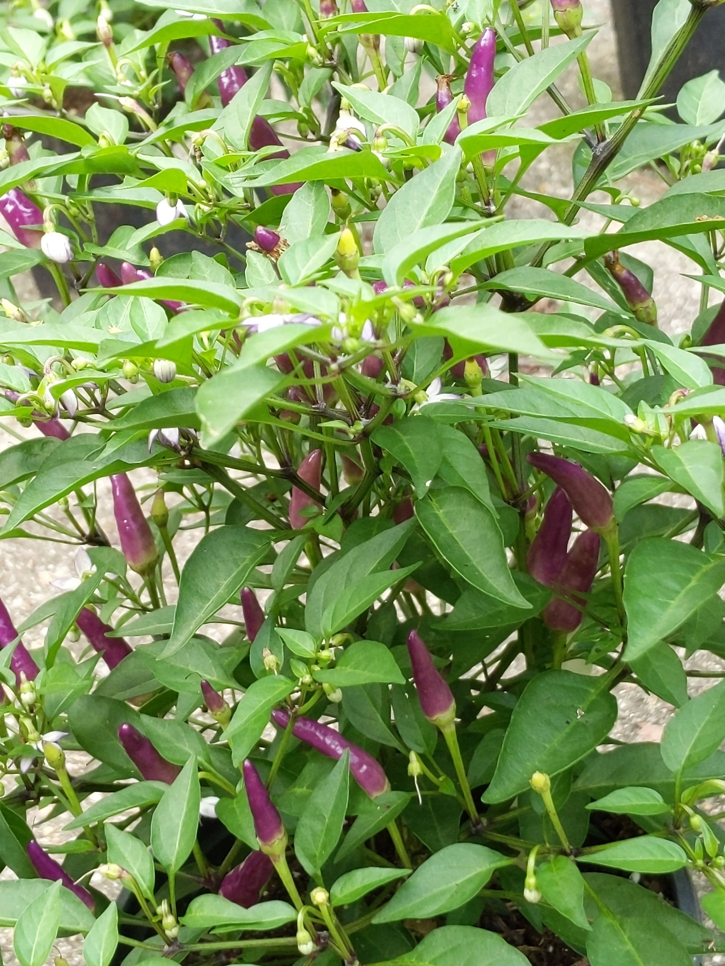 Craig LeHoullier - Update on the Bouquet Ornamental Hot Pepper Mini-Project