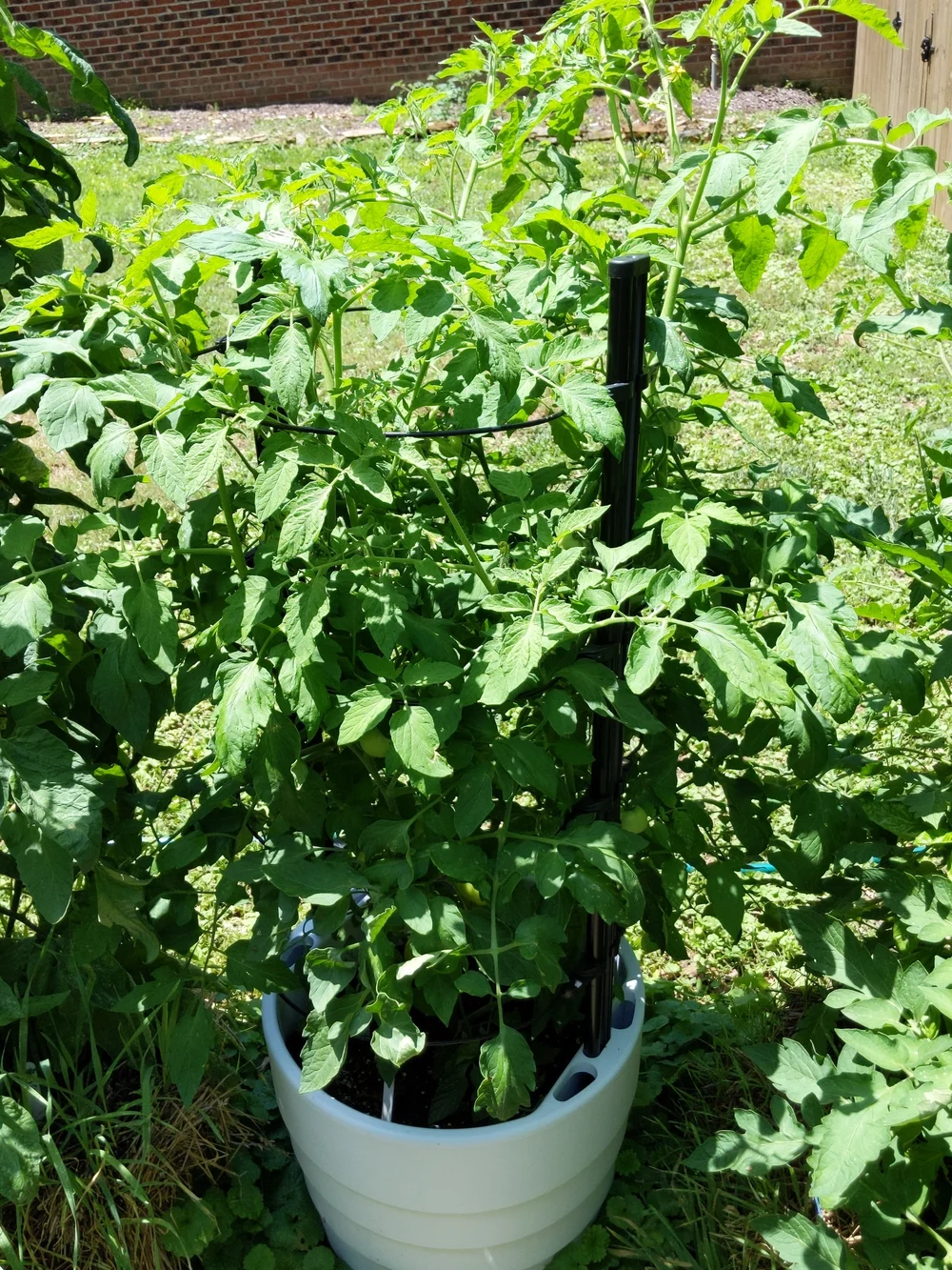 Craig LeHoullier - New Product Review Update 1 - Gardener's Victory ...