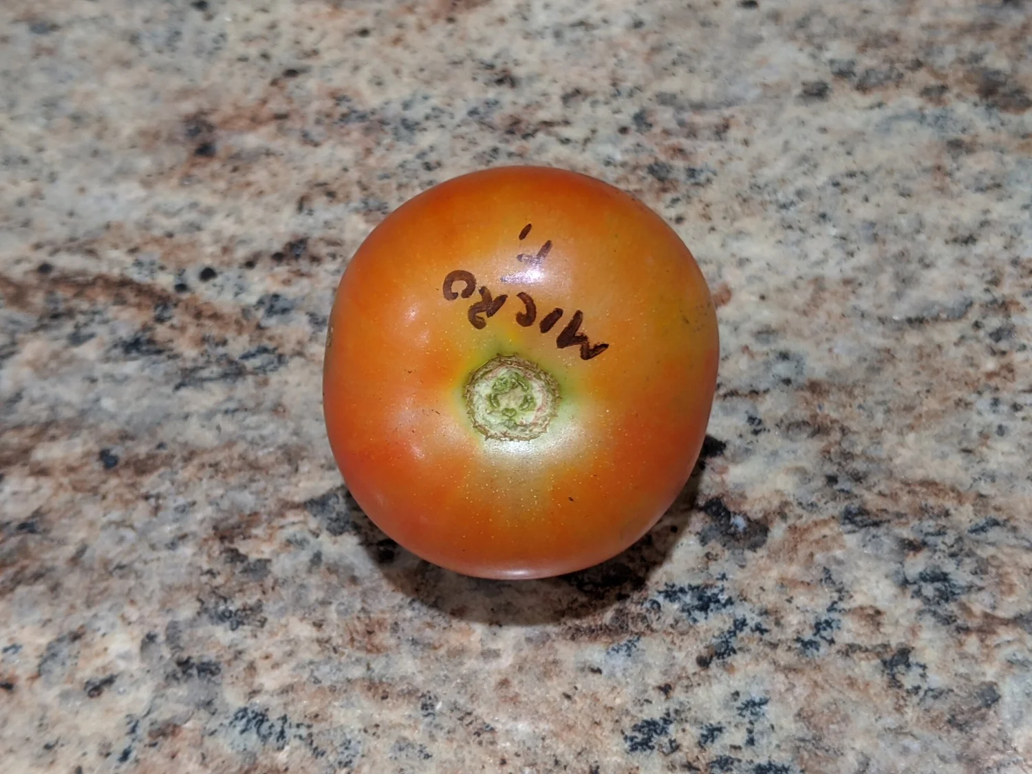 Craig LeHoullier - 2020 Garden Year in Review - Indeterminate tomatoes ...