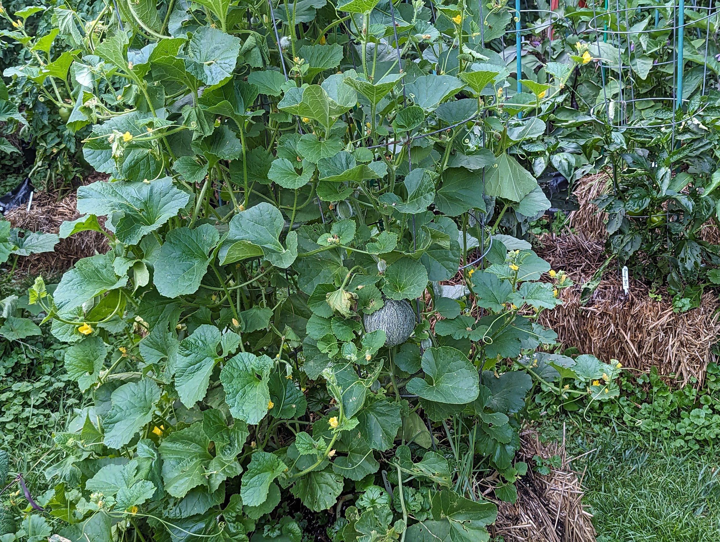 Craig Lehoullier 2023 Post Season Garden Summary Part 1 Everything