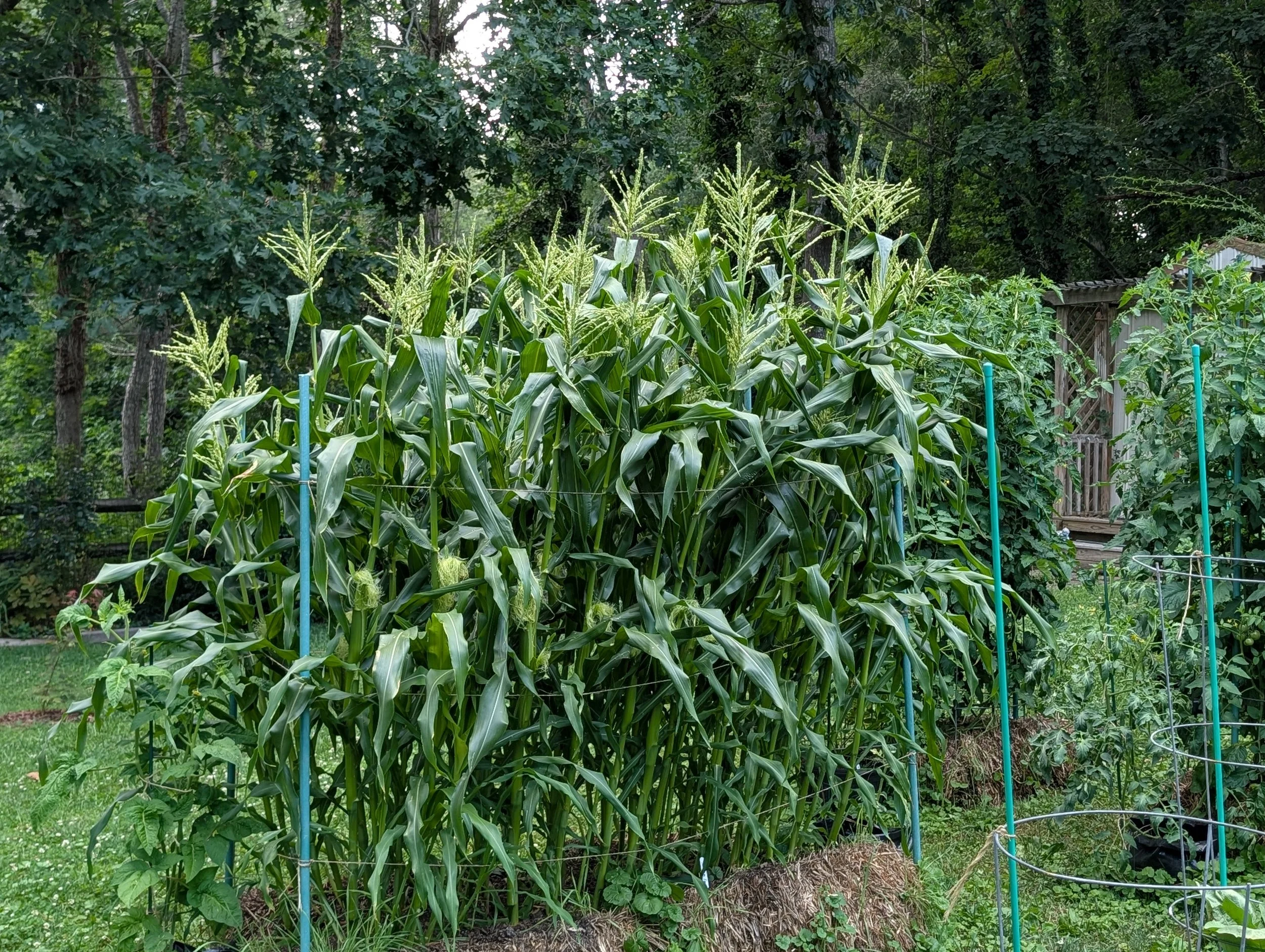 Craig LeHoullier - Sweet corn grown in strawbales? Sure thing! Here's ...