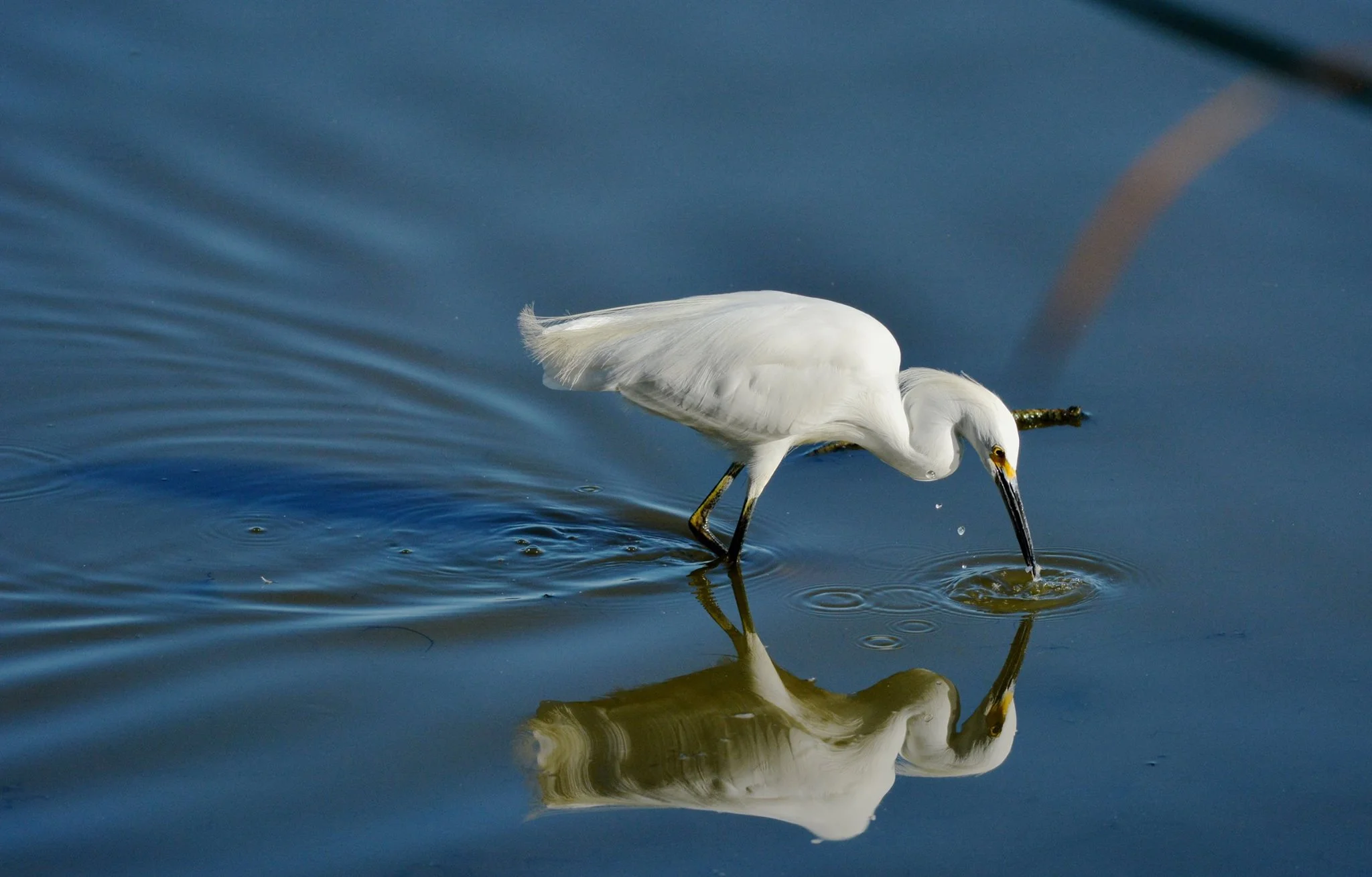 Point Reyes Birding & Nature Festival