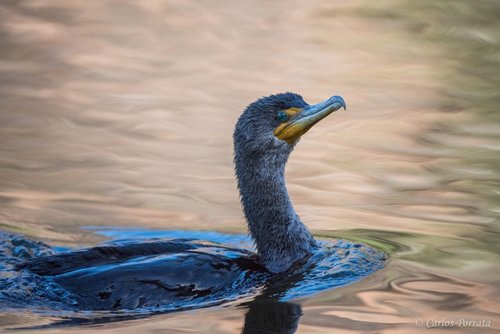 Point Reyes Birding & Nature Festival
