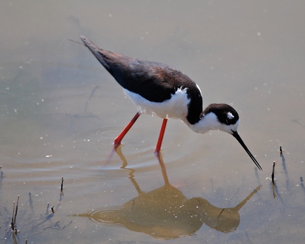 Point Reyes Birding & Nature Festival