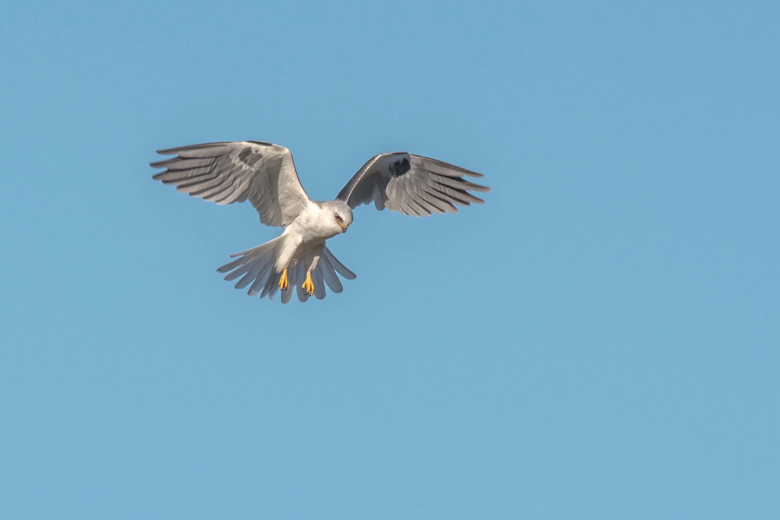 Point Reyes Birding & Nature Festival