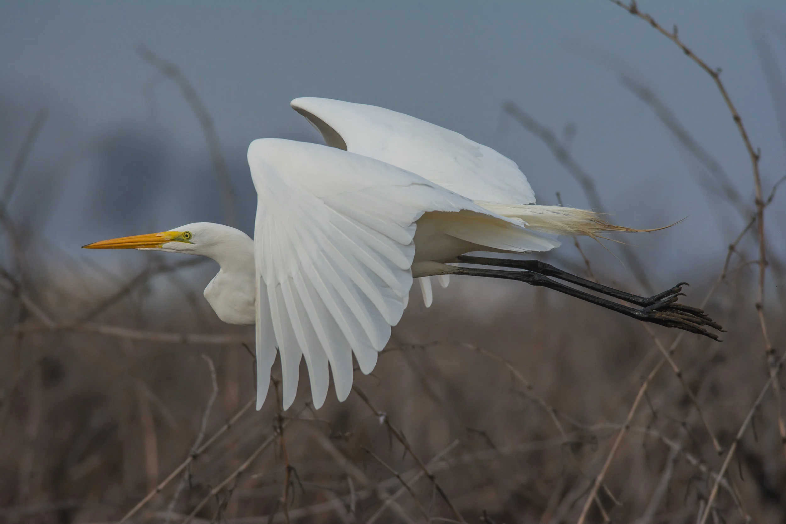 Point Reyes Birding & Nature Festival