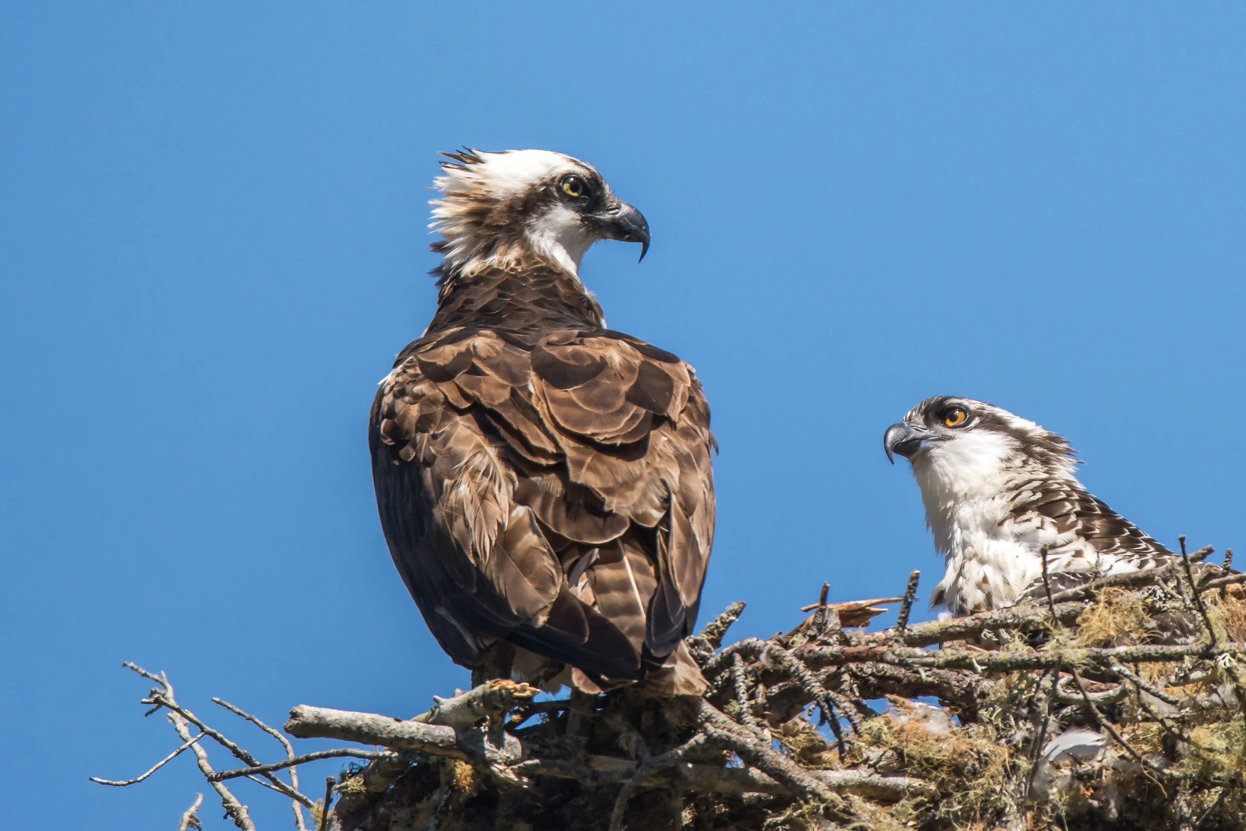 Point Reyes Birding & Nature Festival