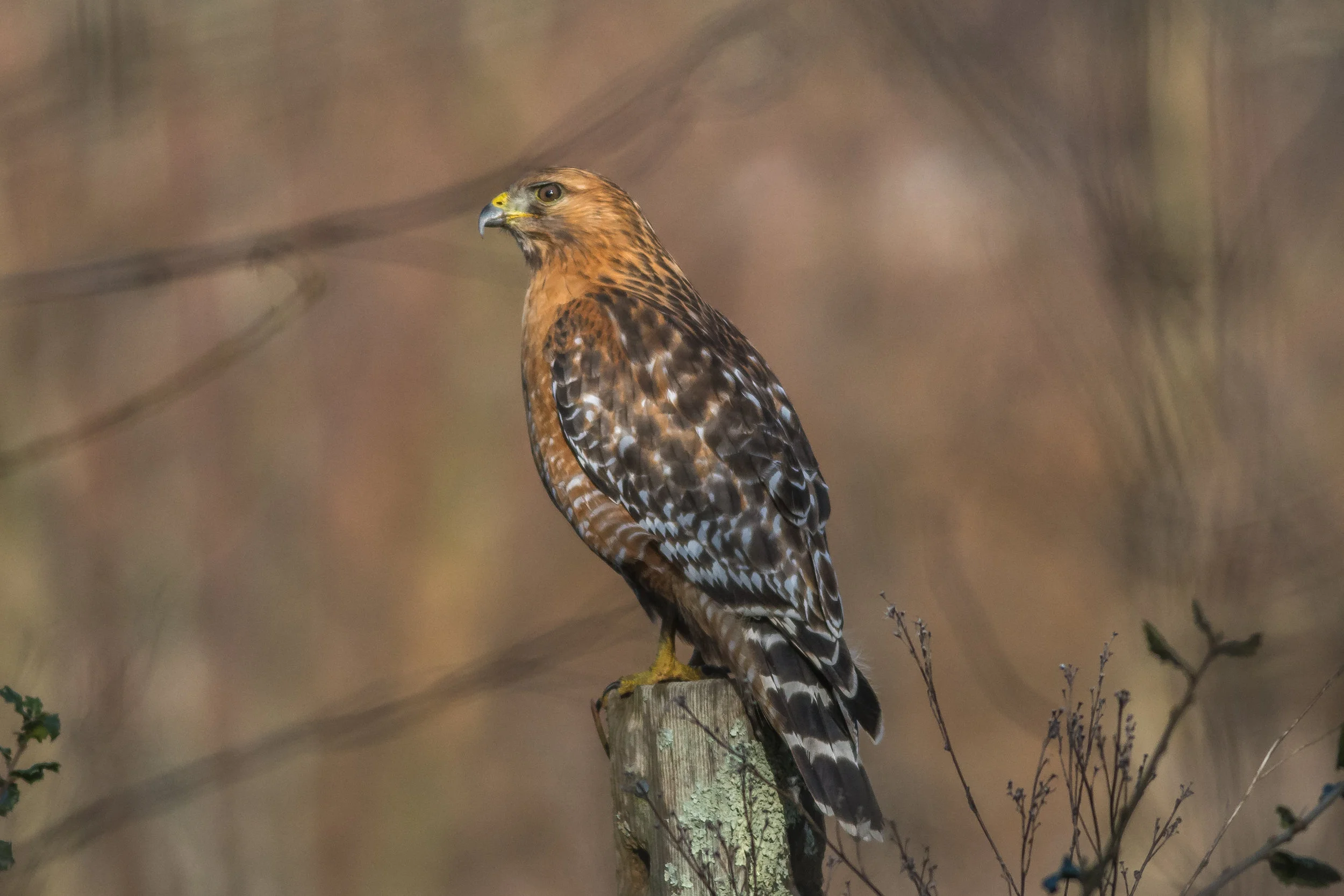 Point Reyes Birding & Nature Festival