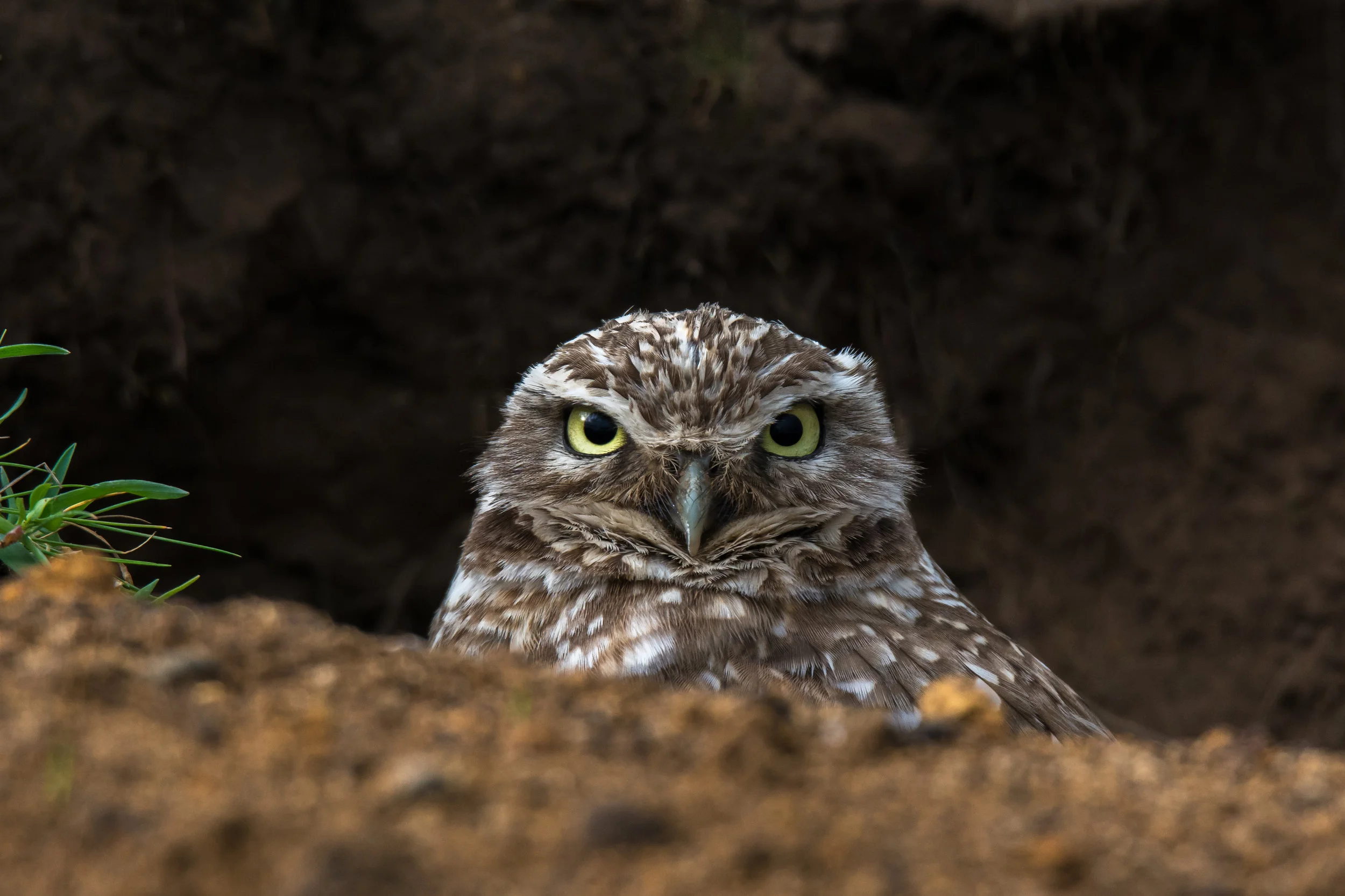 Point Reyes Birding & Nature Festival