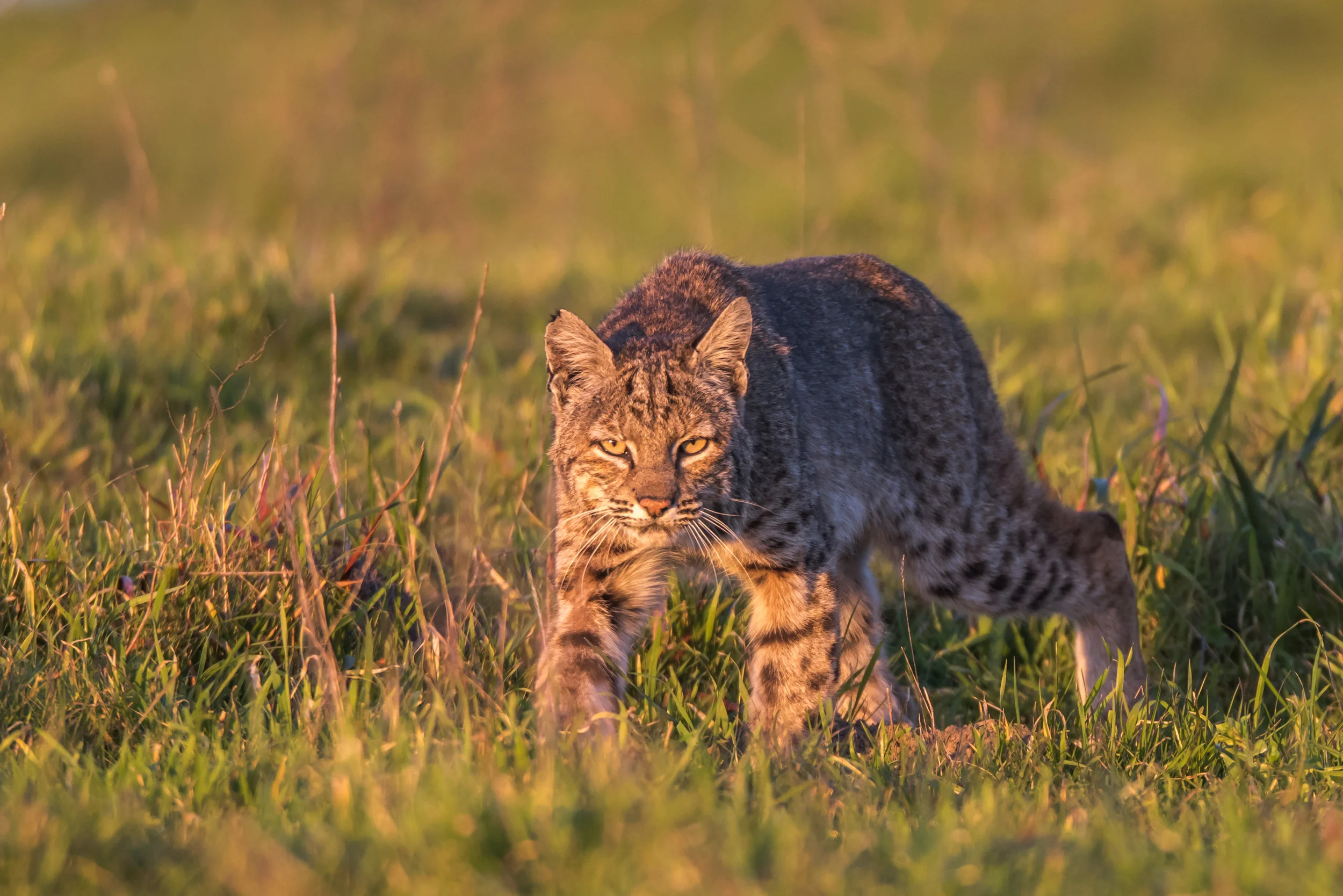 Point Reyes Birding & Nature Festival