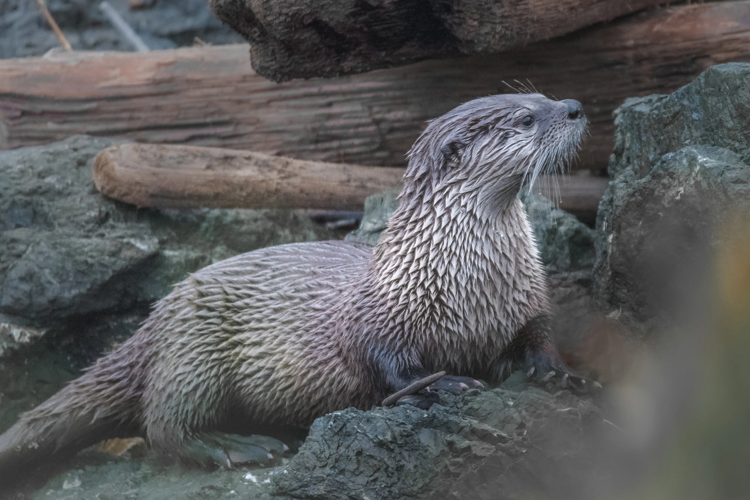 Point Reyes Birding & Nature Festival