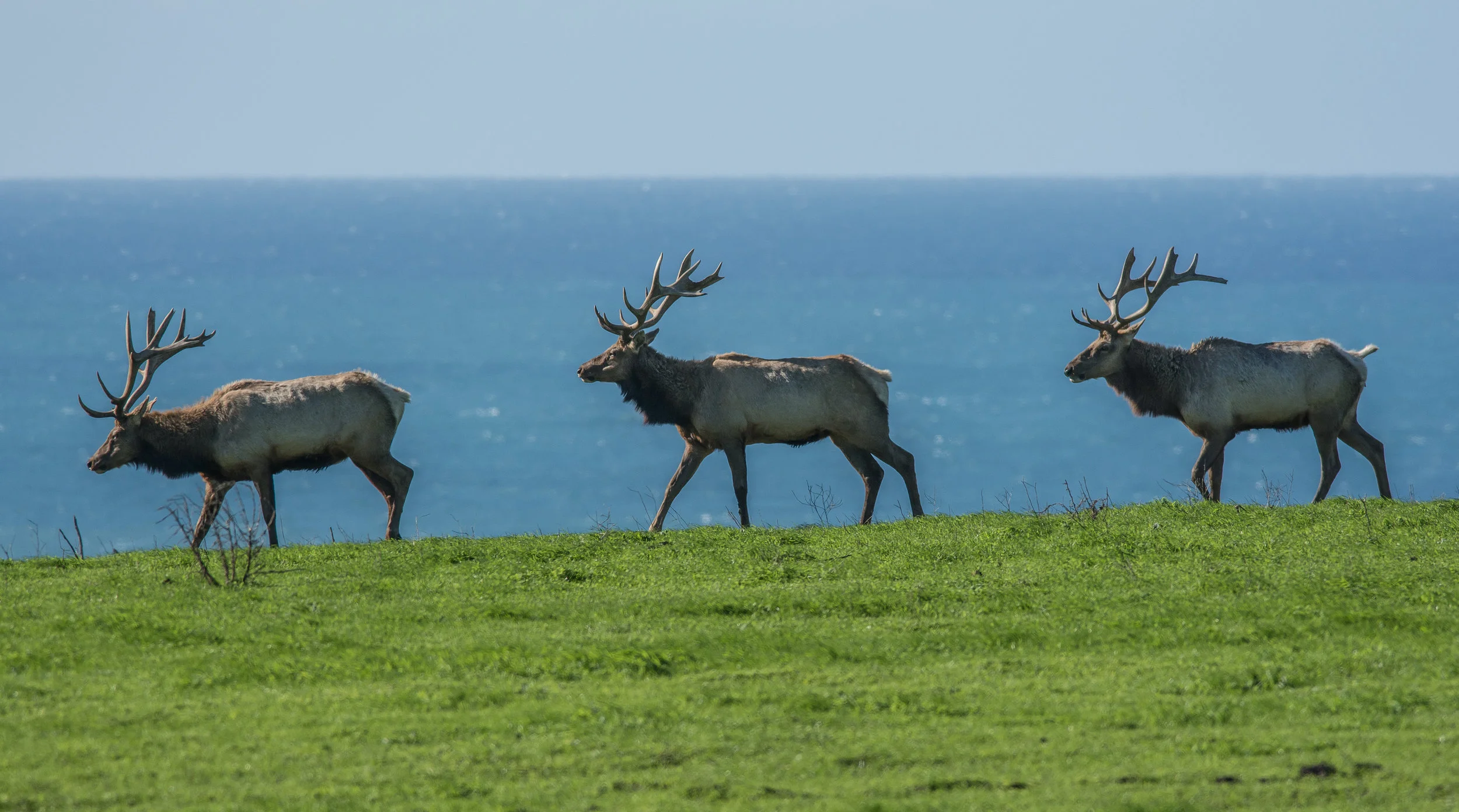 Point Reyes Birding & Nature Festival