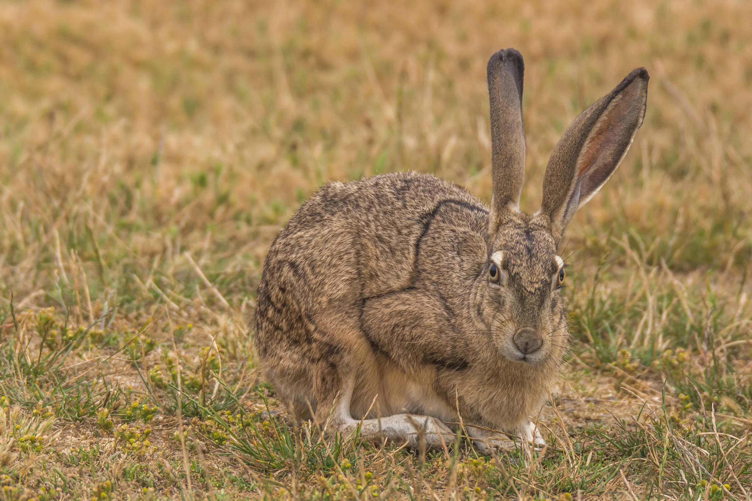 Point Reyes Birding & Nature Festival