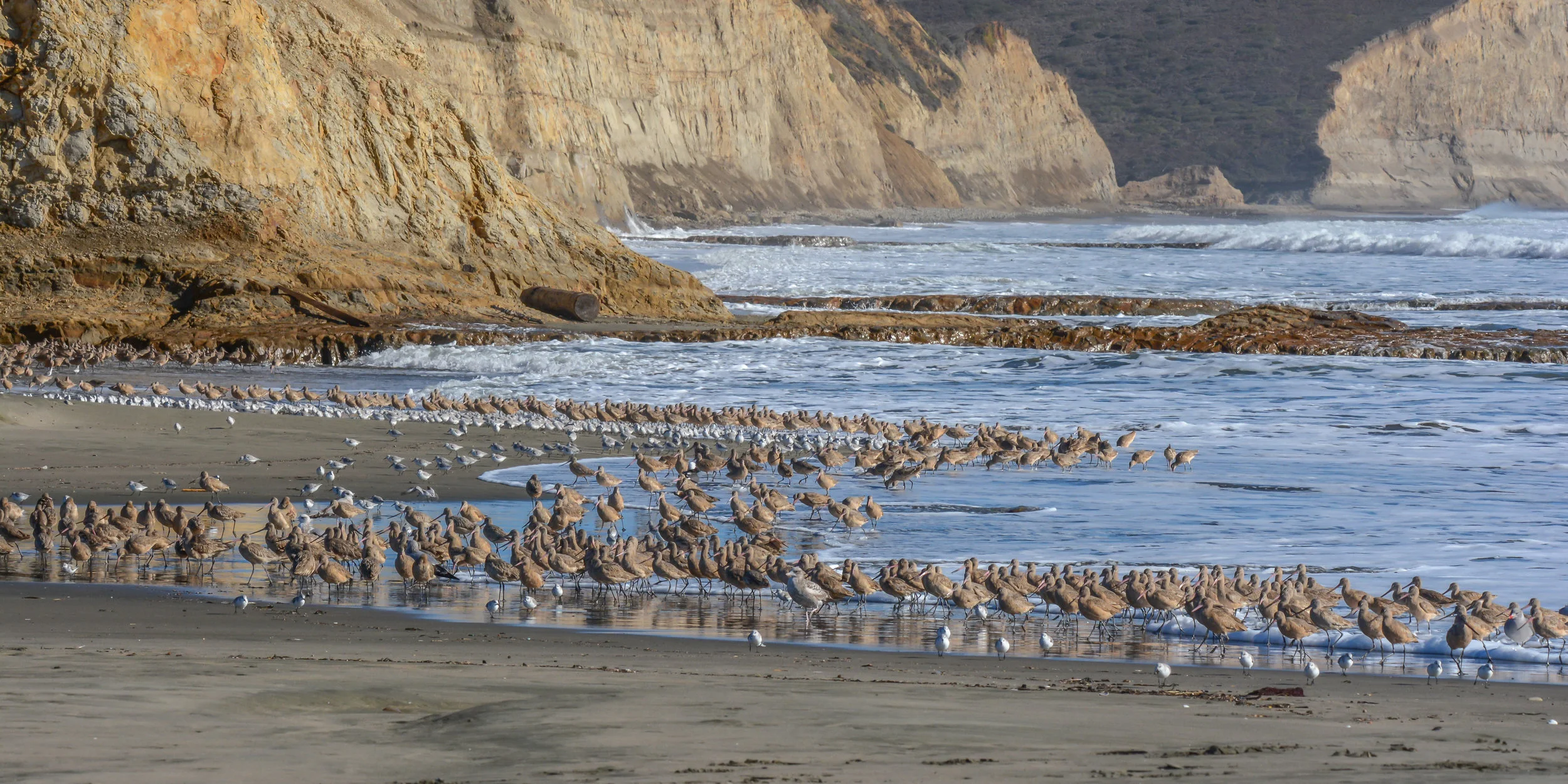 Point Reyes Birding & Nature Festival