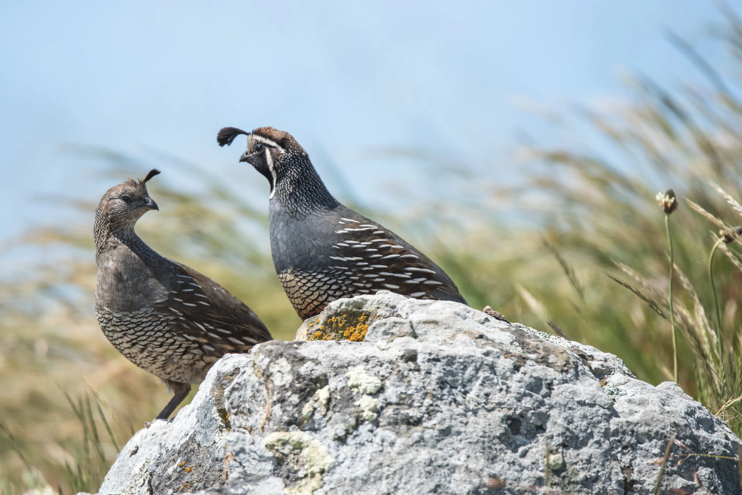 Point Reyes Birding & Nature Festival