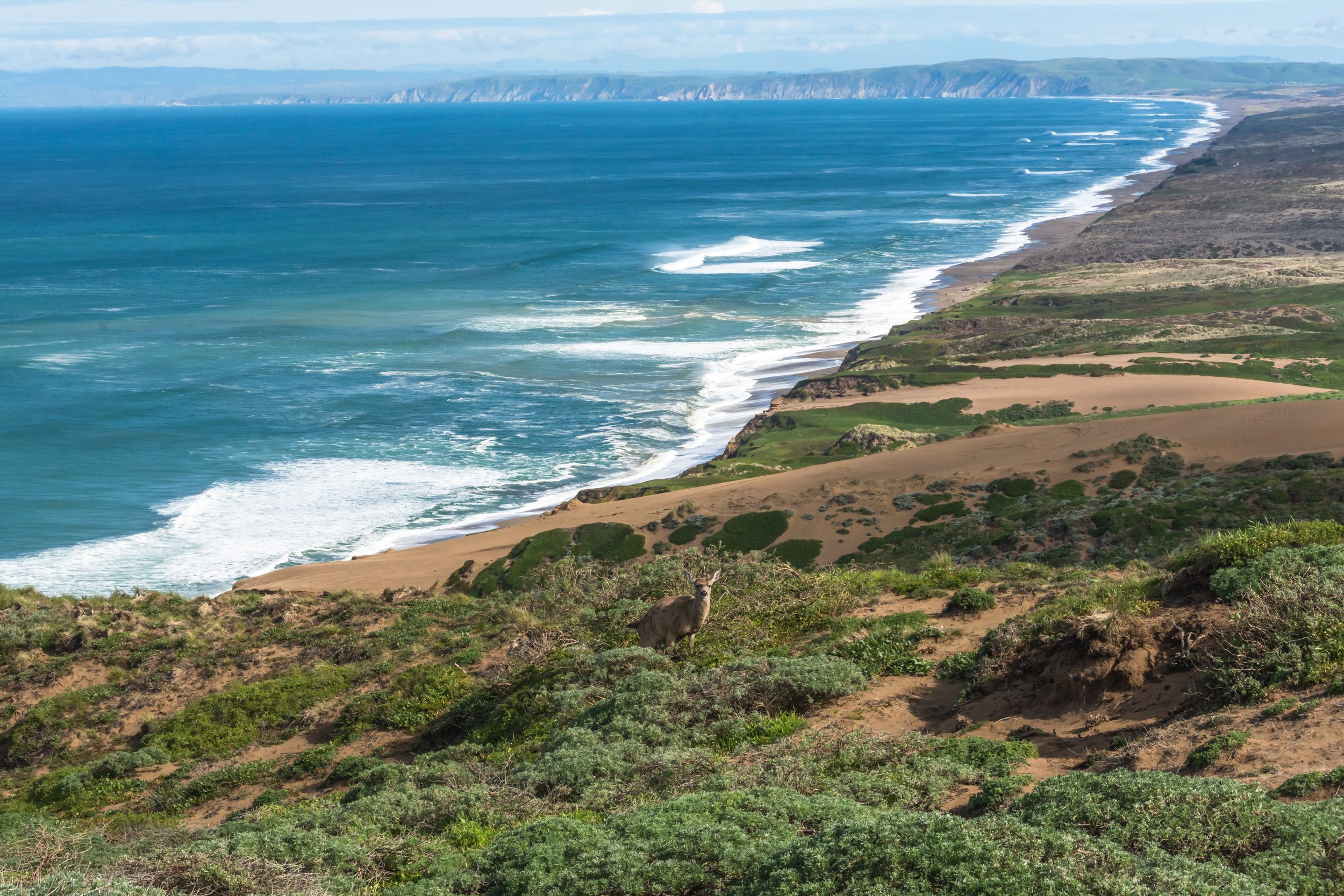 Point Reyes Birding & Nature Festival
