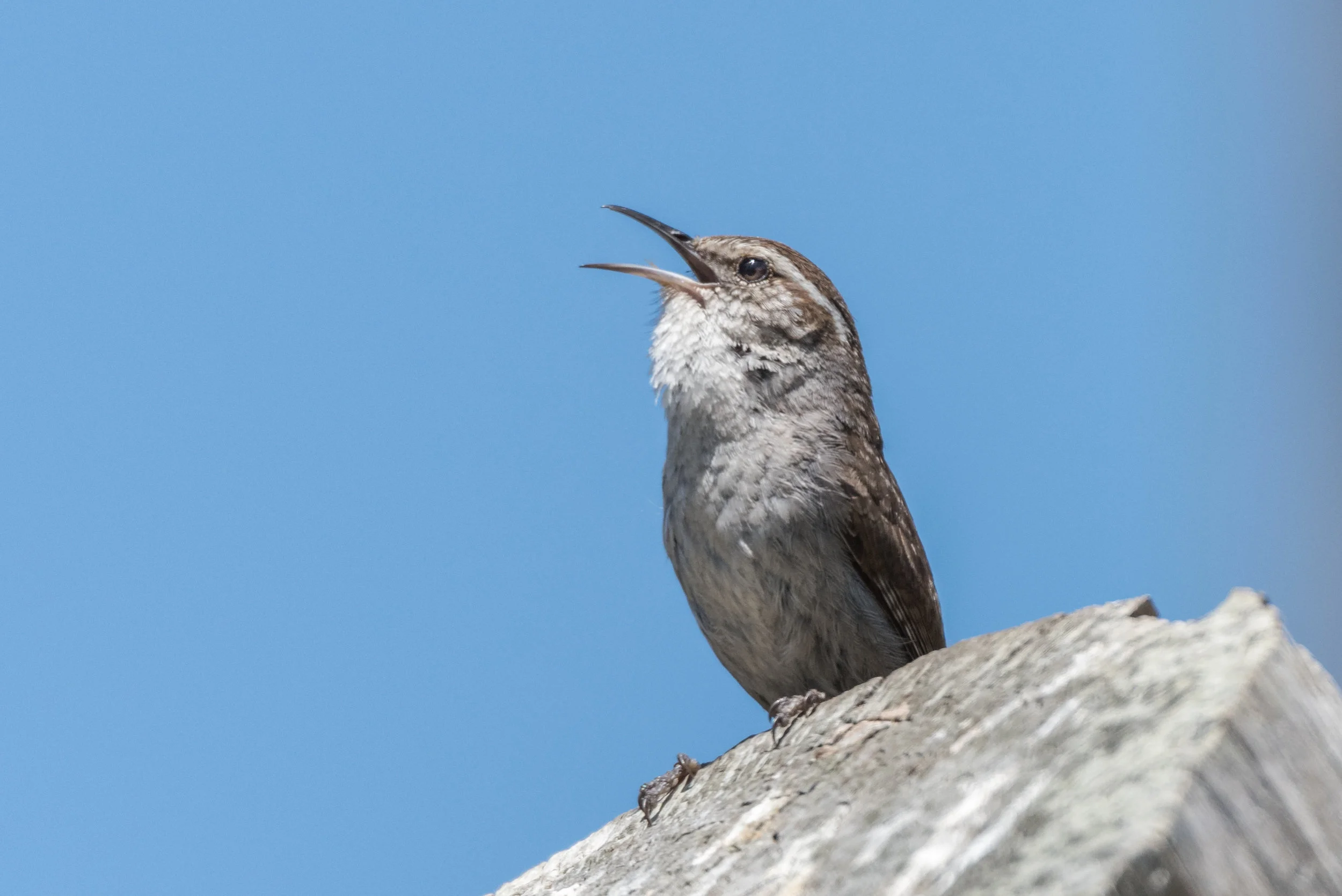 Point Reyes Birding & Nature Festival