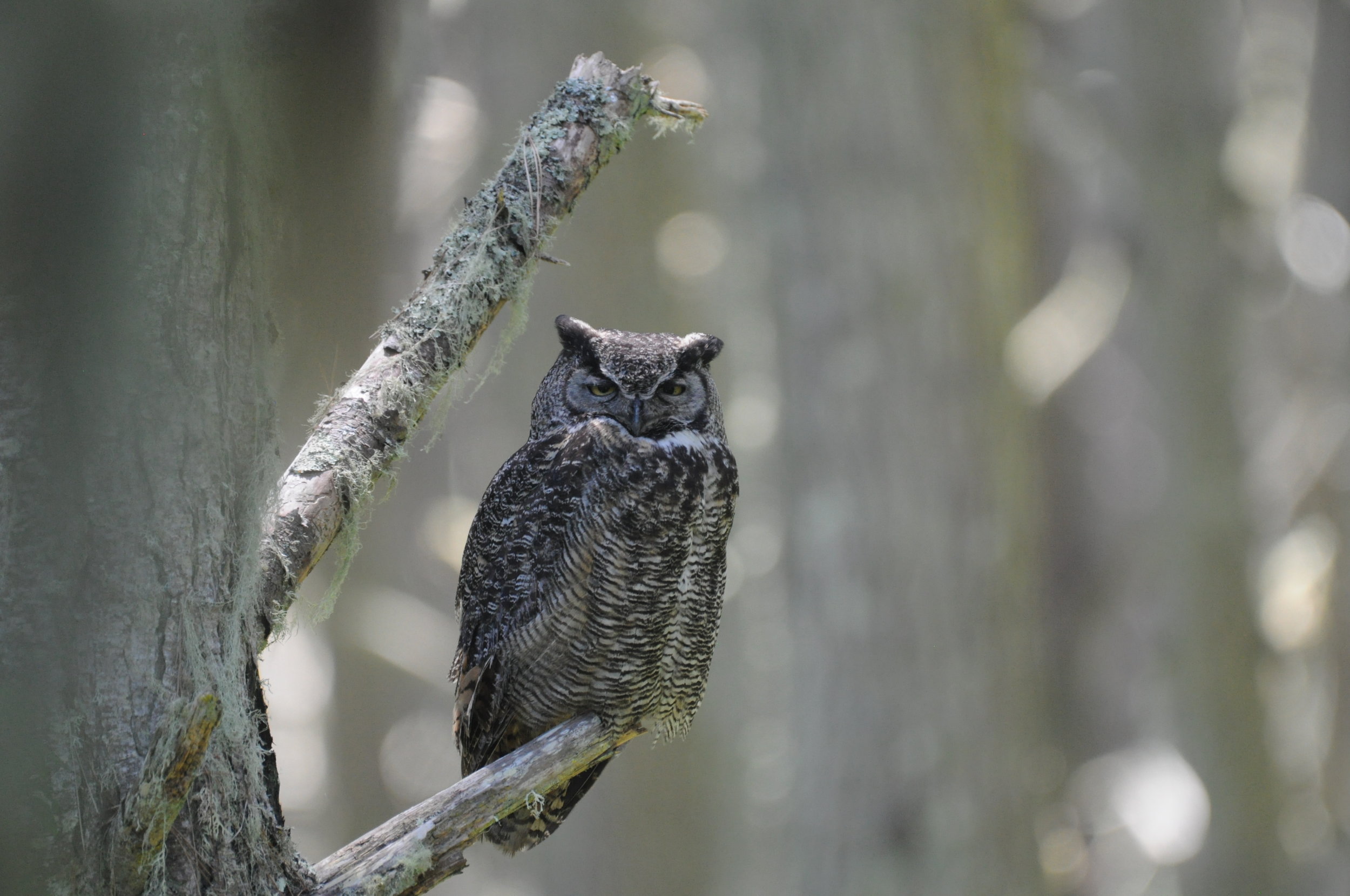 Point Reyes Birding & Nature Festival