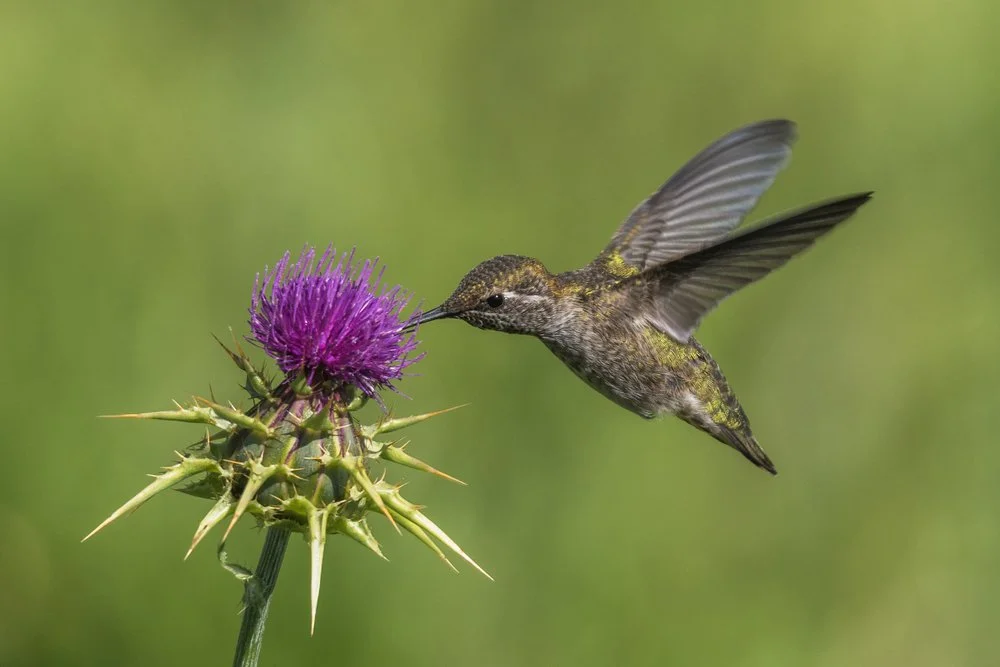 Point Reyes Birding & Nature Festival