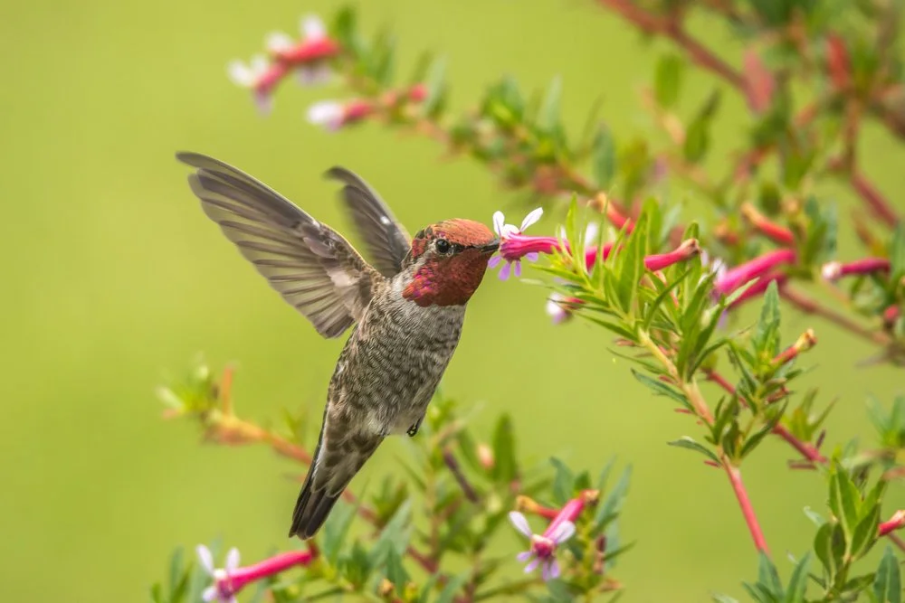 Point Reyes Birding & Nature Festival