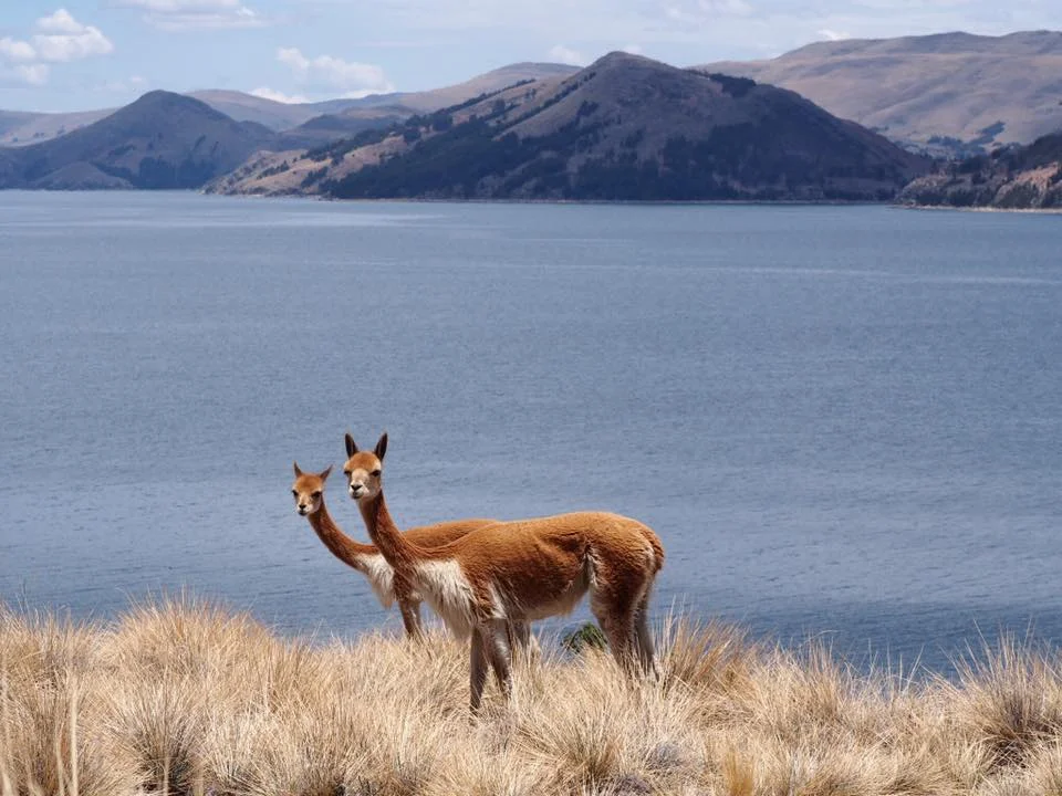 Lake Titicaca 4D | Suasi Island | Puno | Sillustani | Uros & Taquile ...