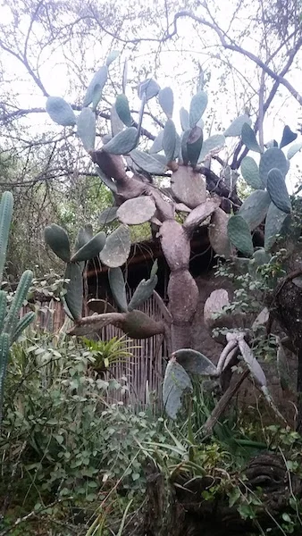 Chaparri Ecological Reserve | Tumbesian Dry Forest | Lambayeque ...