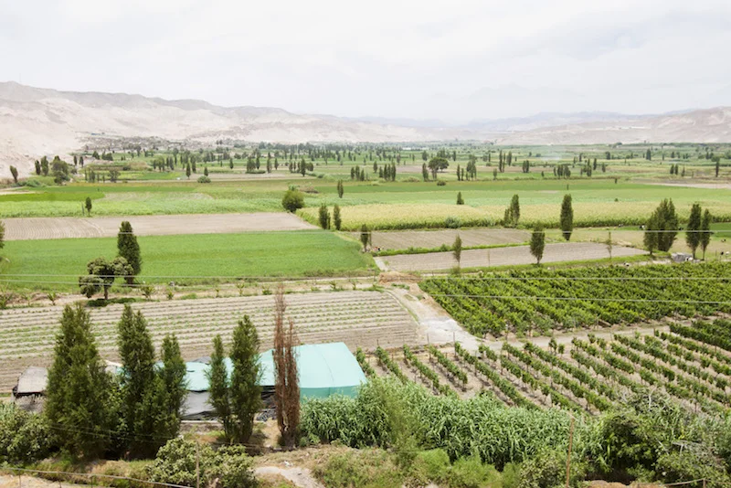 Pisco Sour Day | Peru's National Cocktail | History & Recipe — Northern ...