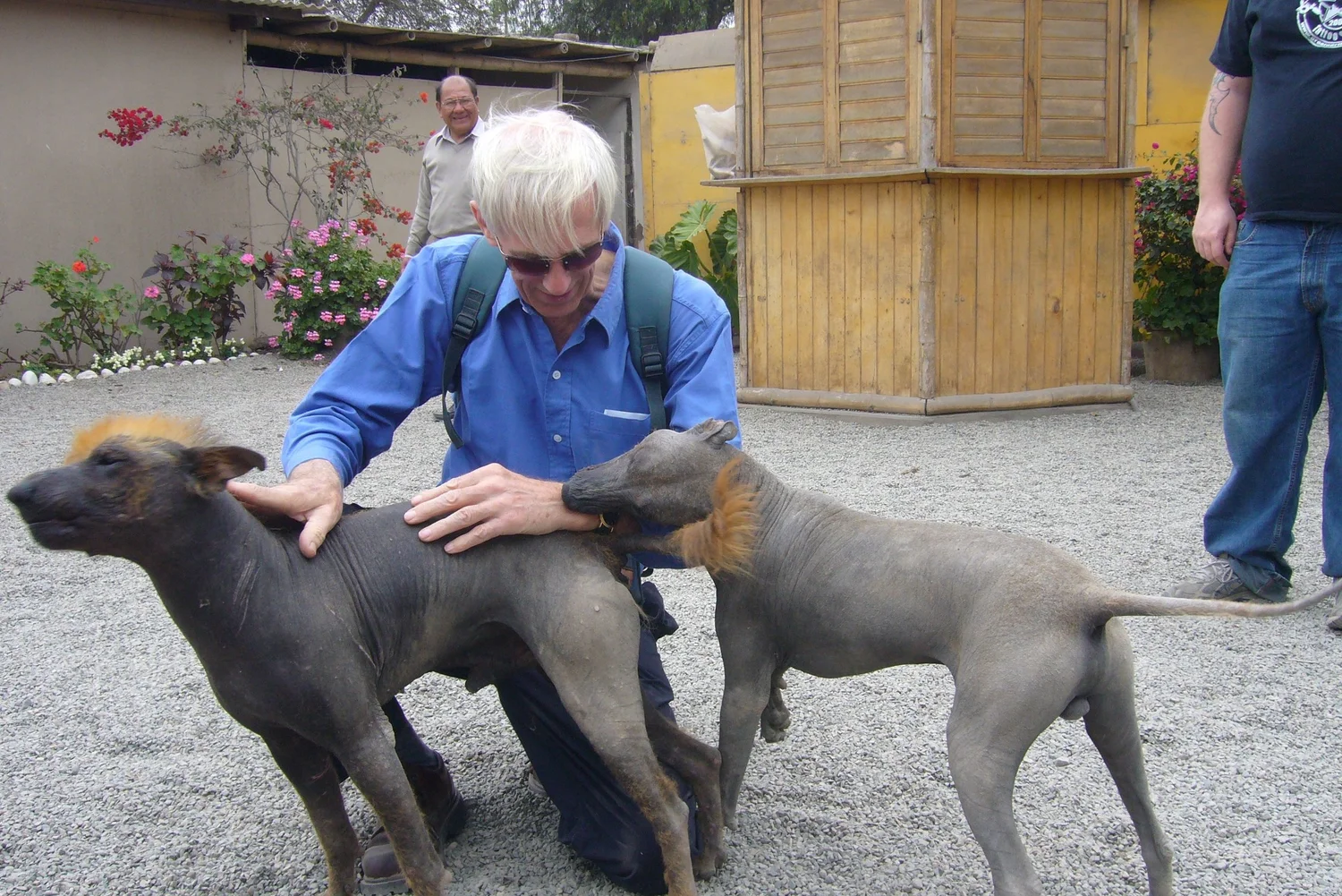 Viringos | Peru's Hairless Dog | Synonymous with Coastal Cultures ...